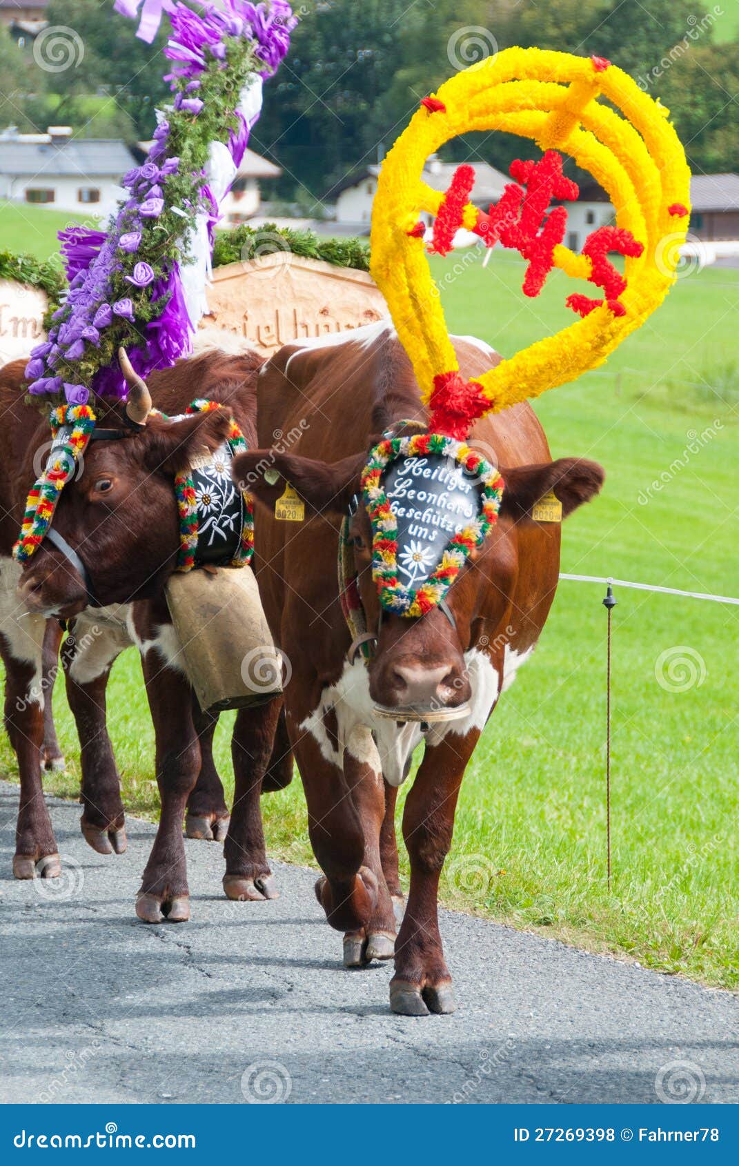 Traditional cow ceremony editorial stock photo. Image of autumn - 27269398