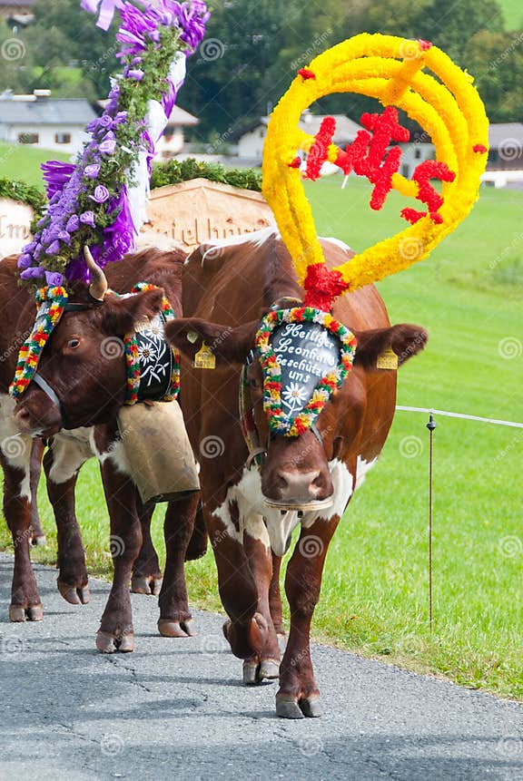 Traditional cow ceremony editorial stock photo. Image of autumn - 27269398