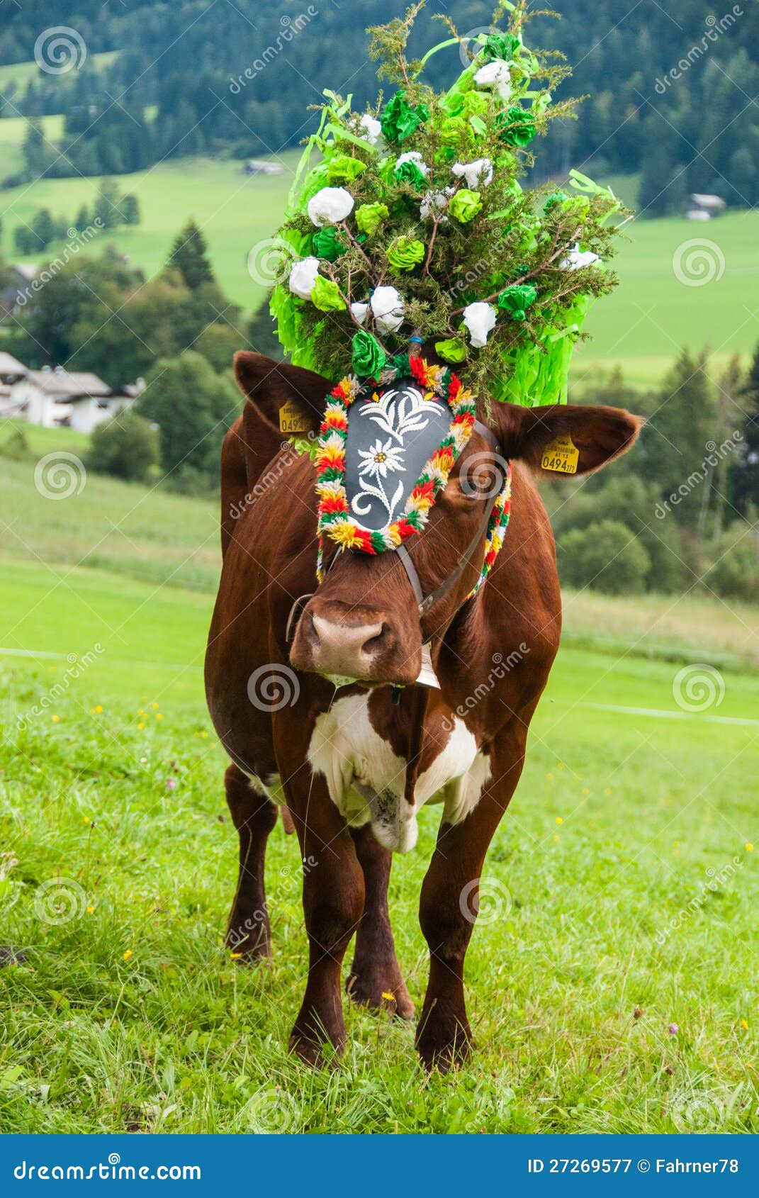 Traditional cow ceremony editorial photography. Image of parade - 27269577