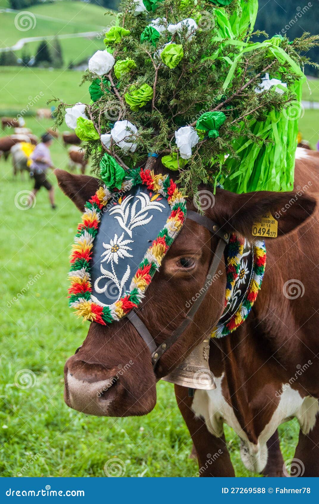 Traditional cow ceremony editorial stock photo. Image of cattle - 27269588