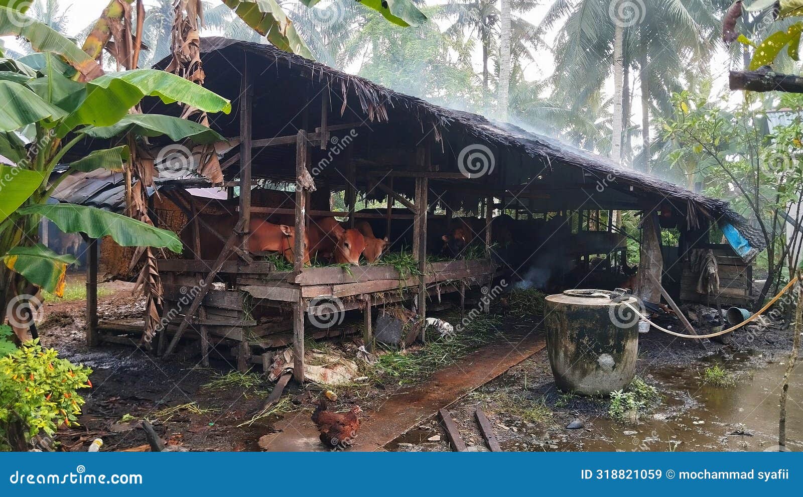 Traditional Cowshed in the Village Stock Image - Image of cattle, green ...