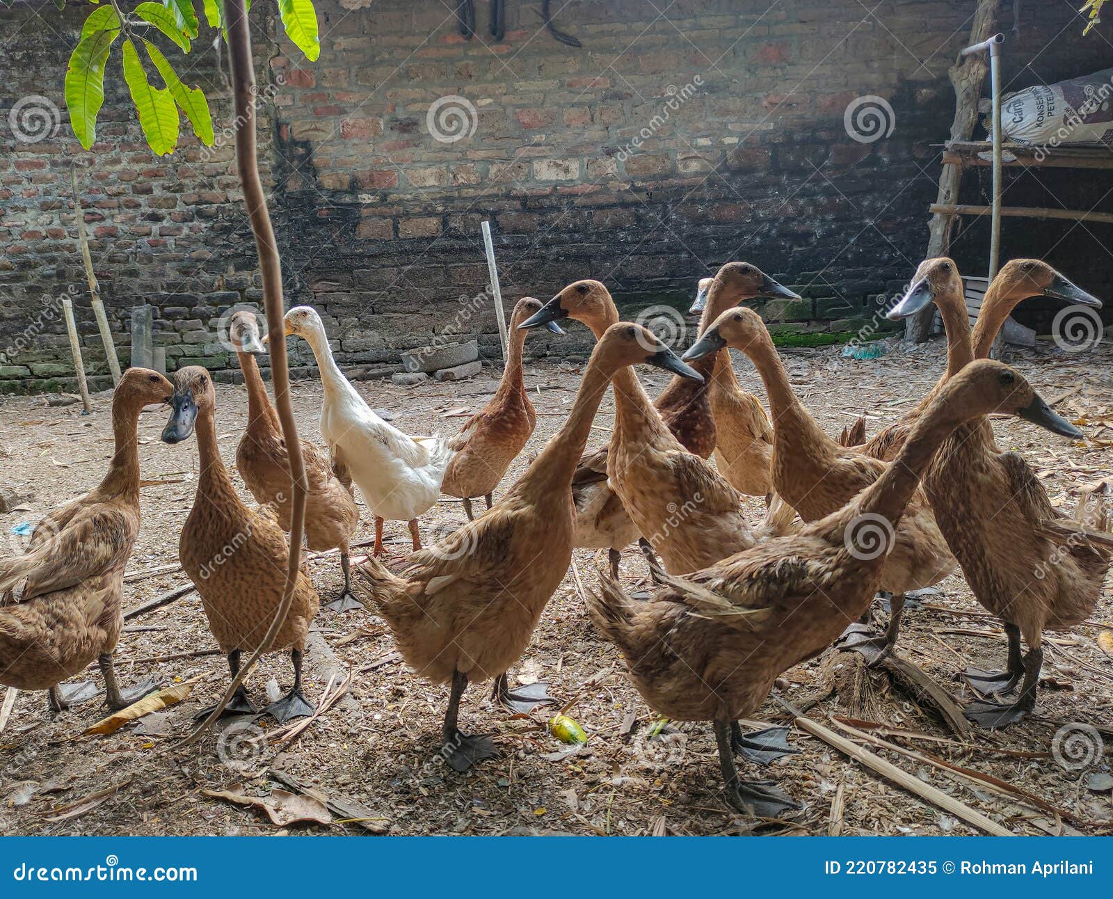 Traditional Ducks Farm, Small and Simple Stock Image - Image of eggs ...