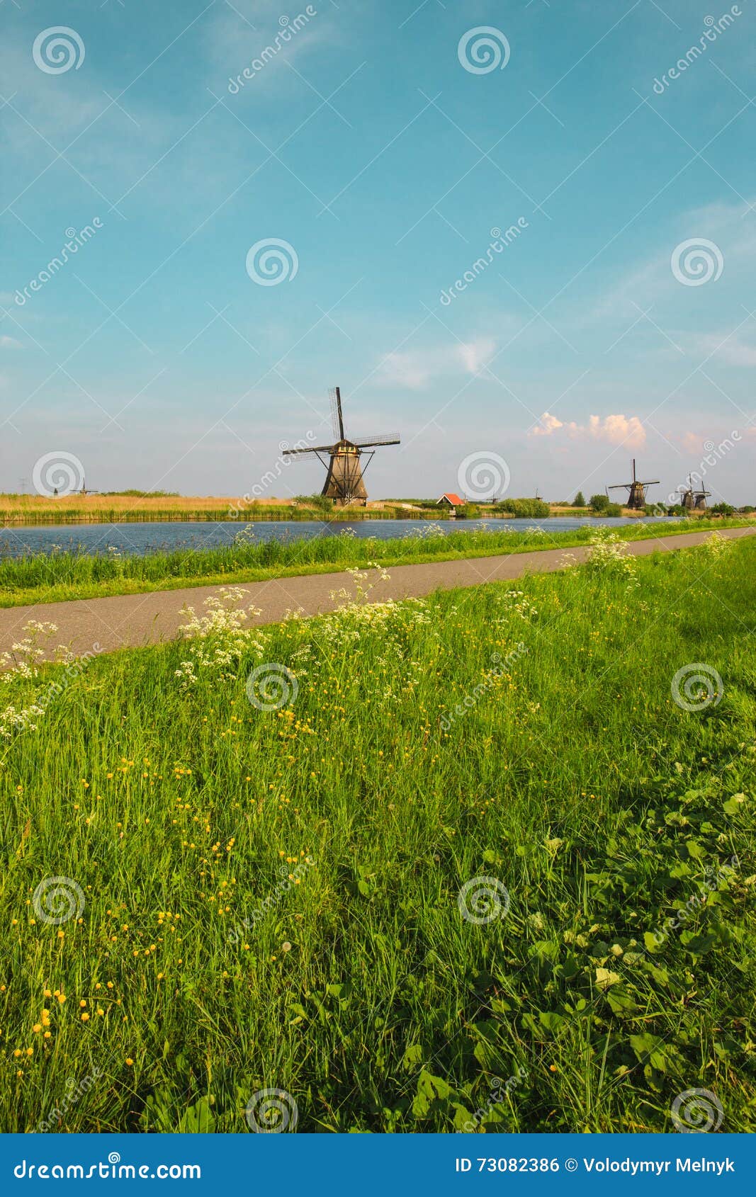 Traditional Dutch Windmills with Green Grass in the Foreground, the ...
