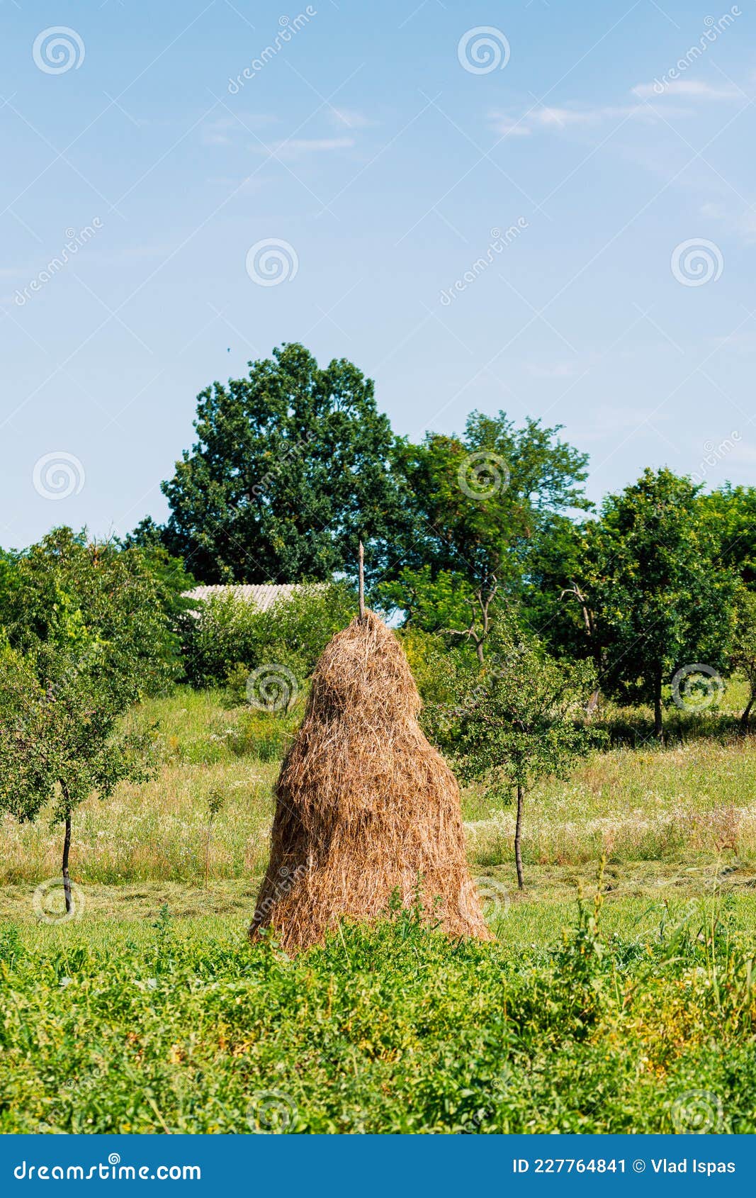 Traditional Eastern European Haystacks on Field Stock Image - Image of ...