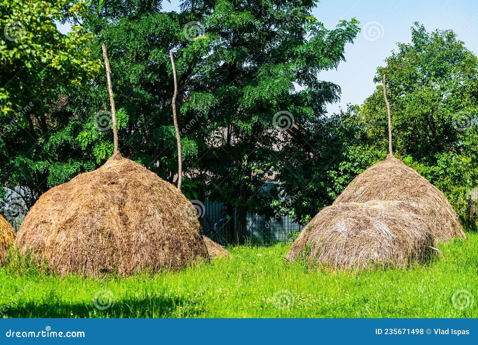 Traditional Eastern European Haystacks on Field Stock Photo - Image of ...