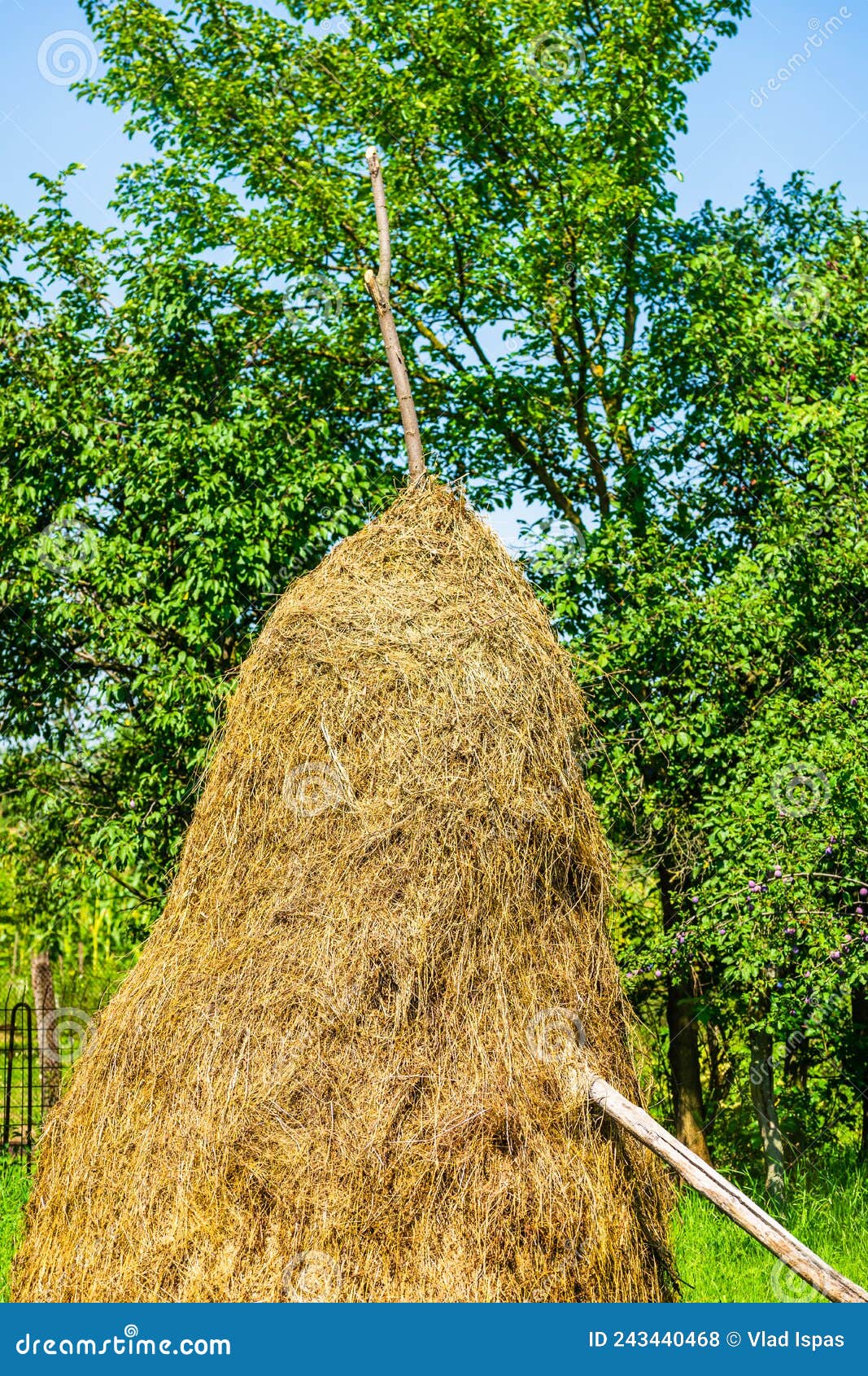 Traditional Eastern European Haystacks on Field Stock Photo - Image of ...