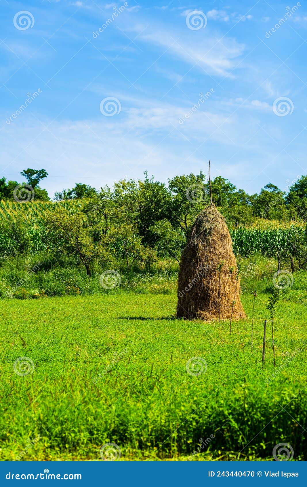 Traditional Eastern European Haystacks on Field Stock Photo - Image of ...