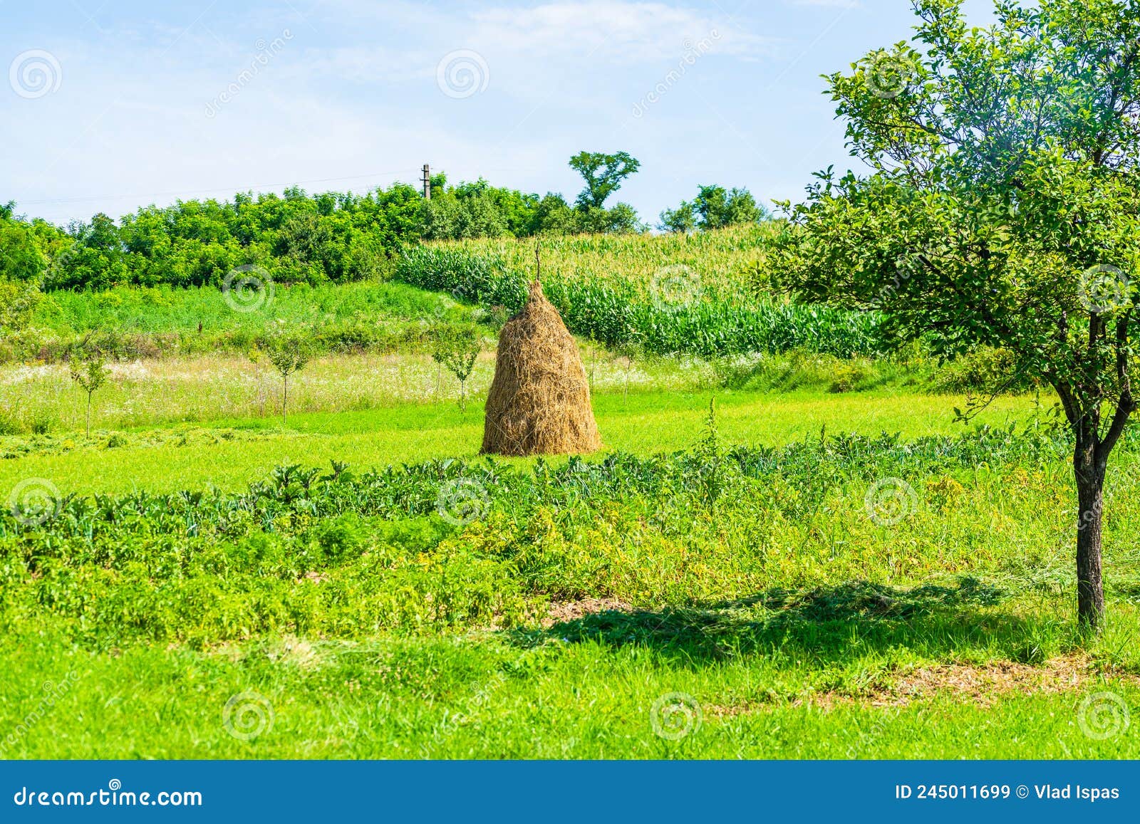 Traditional Eastern European Haystacks on Field Stock Image - Image of ...