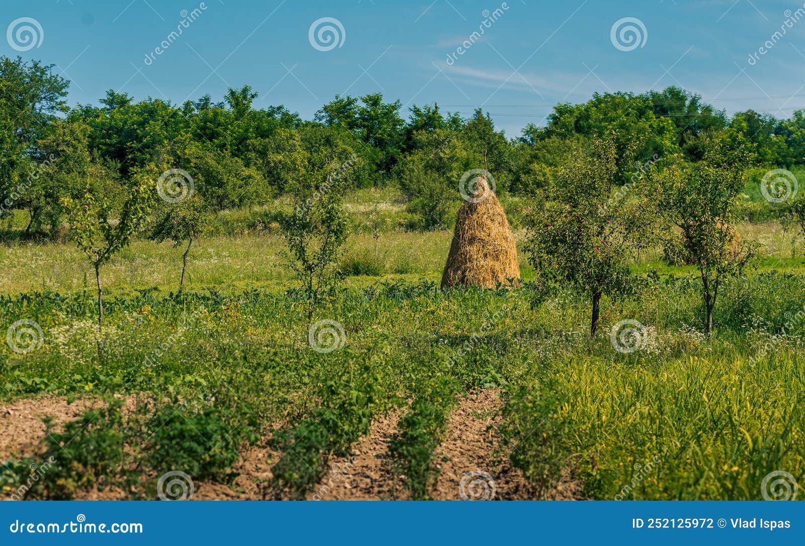 Traditional Eastern European Haystacks on Field Stock Photo - Image of ...