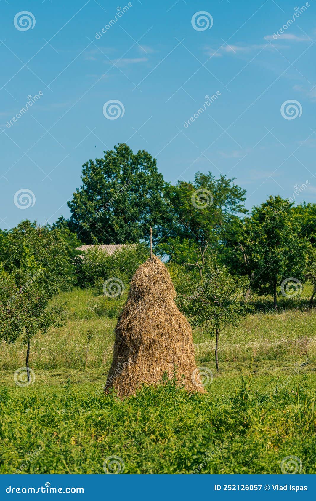 Traditional Eastern European Haystacks on Field Stock Image - Image of ...
