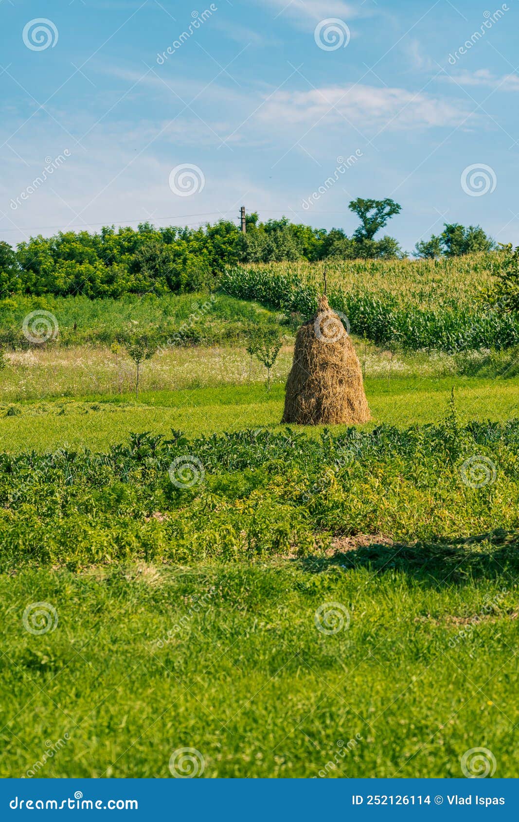Traditional Eastern European Haystacks on Field Stock Photo - Image of ...