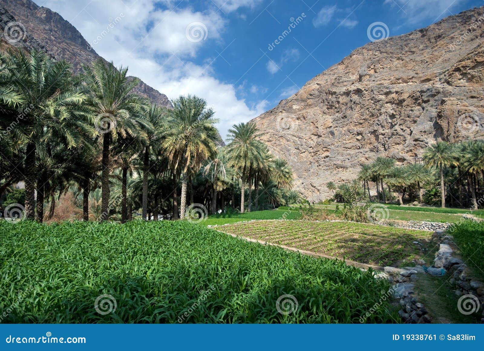Traditional Farm stock image. Image of plants, muscat - 19338761