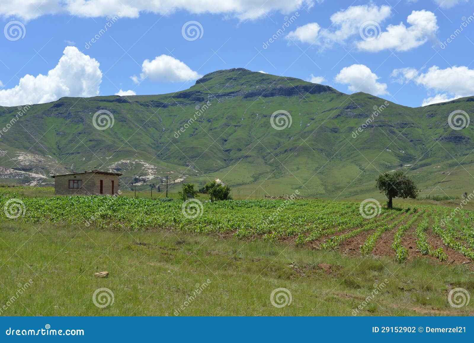 Traditional Farm and Field in Lesotho Stock Photo - Image of cloud ...