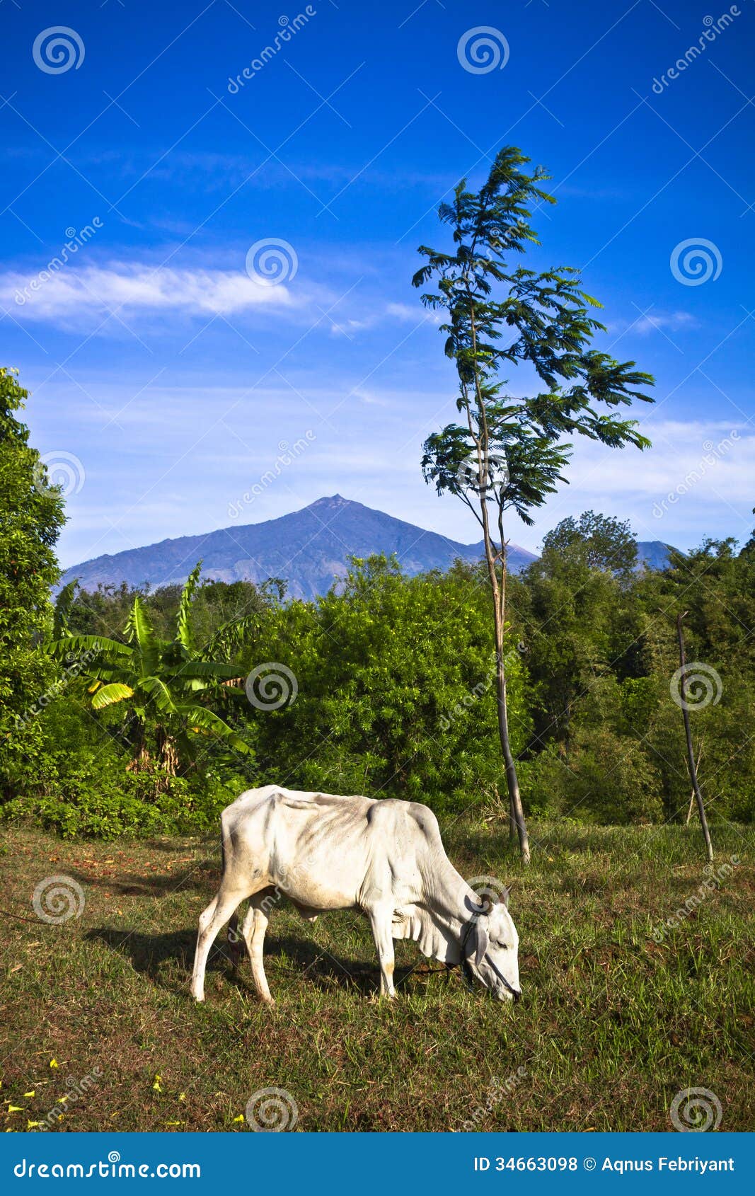 Traditional Farm in Indonesia Stock Photo - Image of tourist, volcano ...