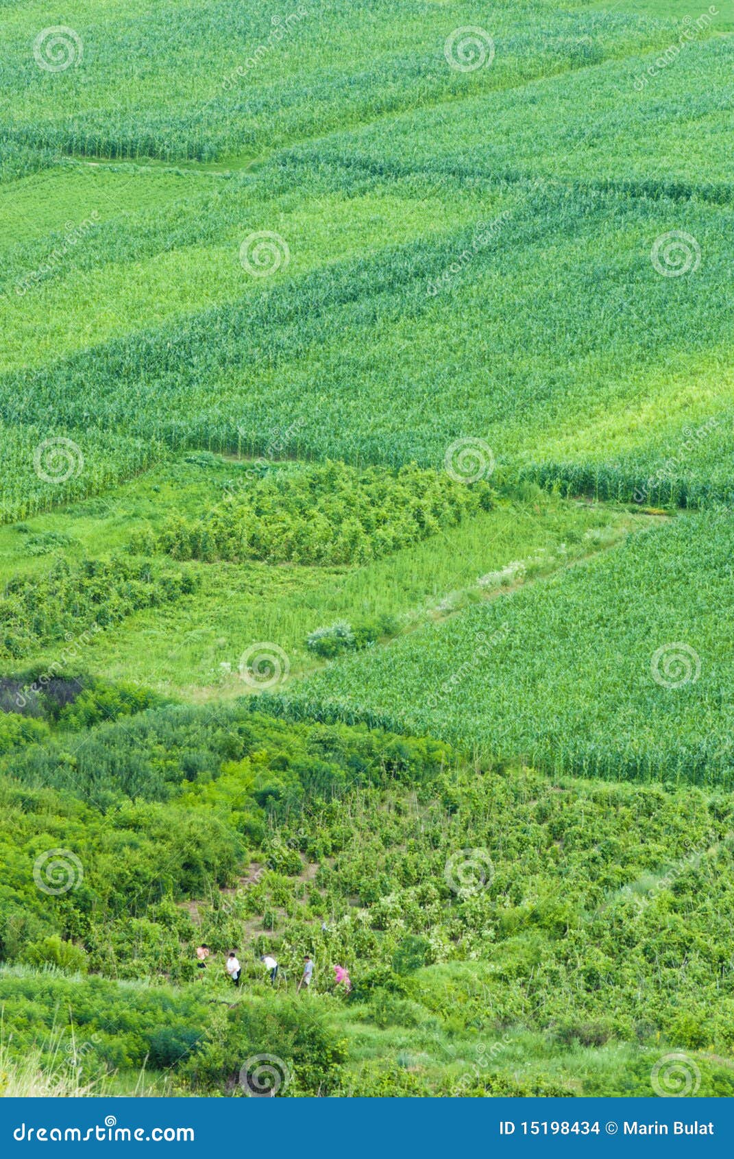Traditional farming stock photo. Image of farm, traditional - 15198434