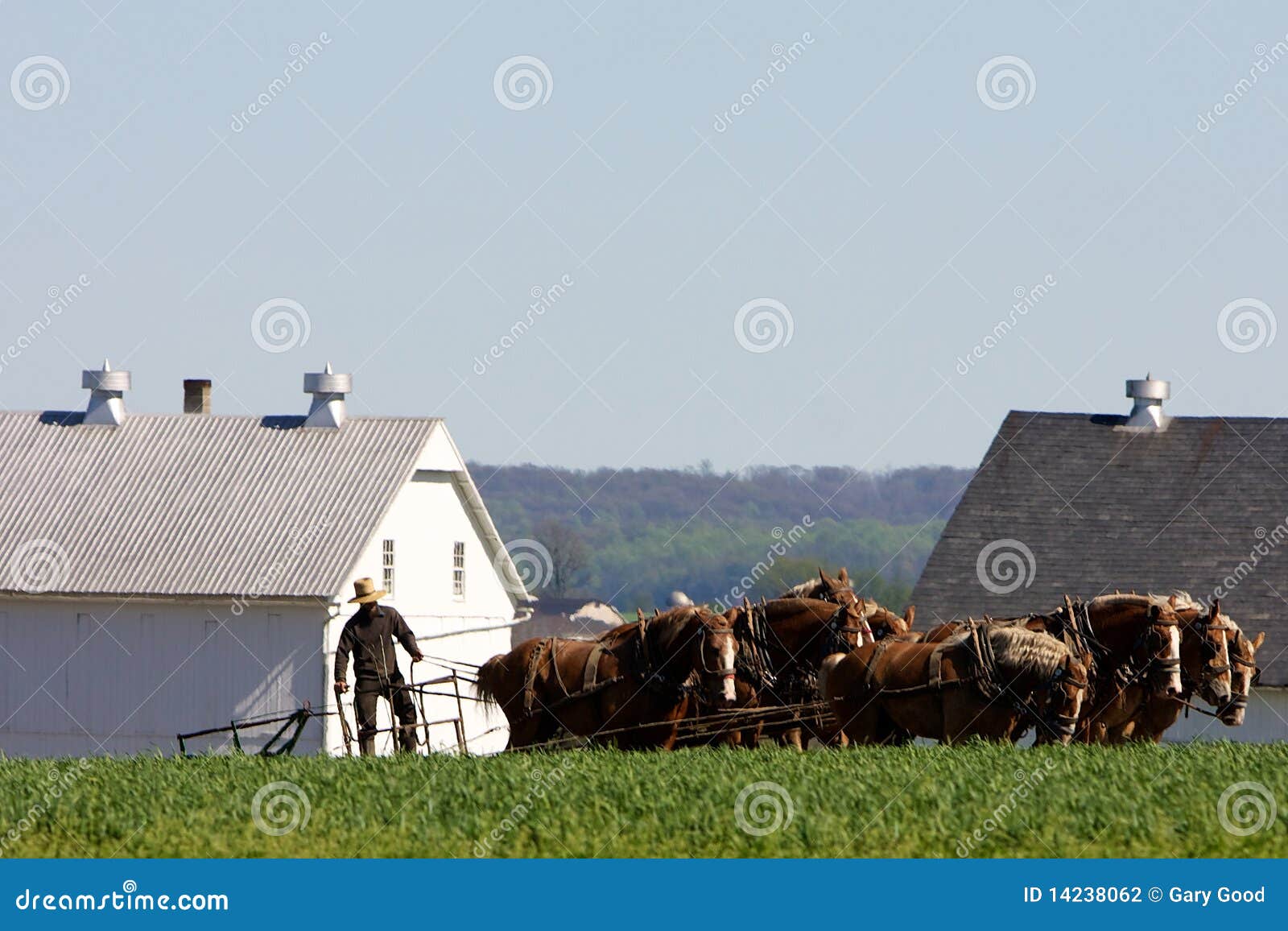 Traditional Farming with Plow Horse Stock Photo - Image of blue, plow ...