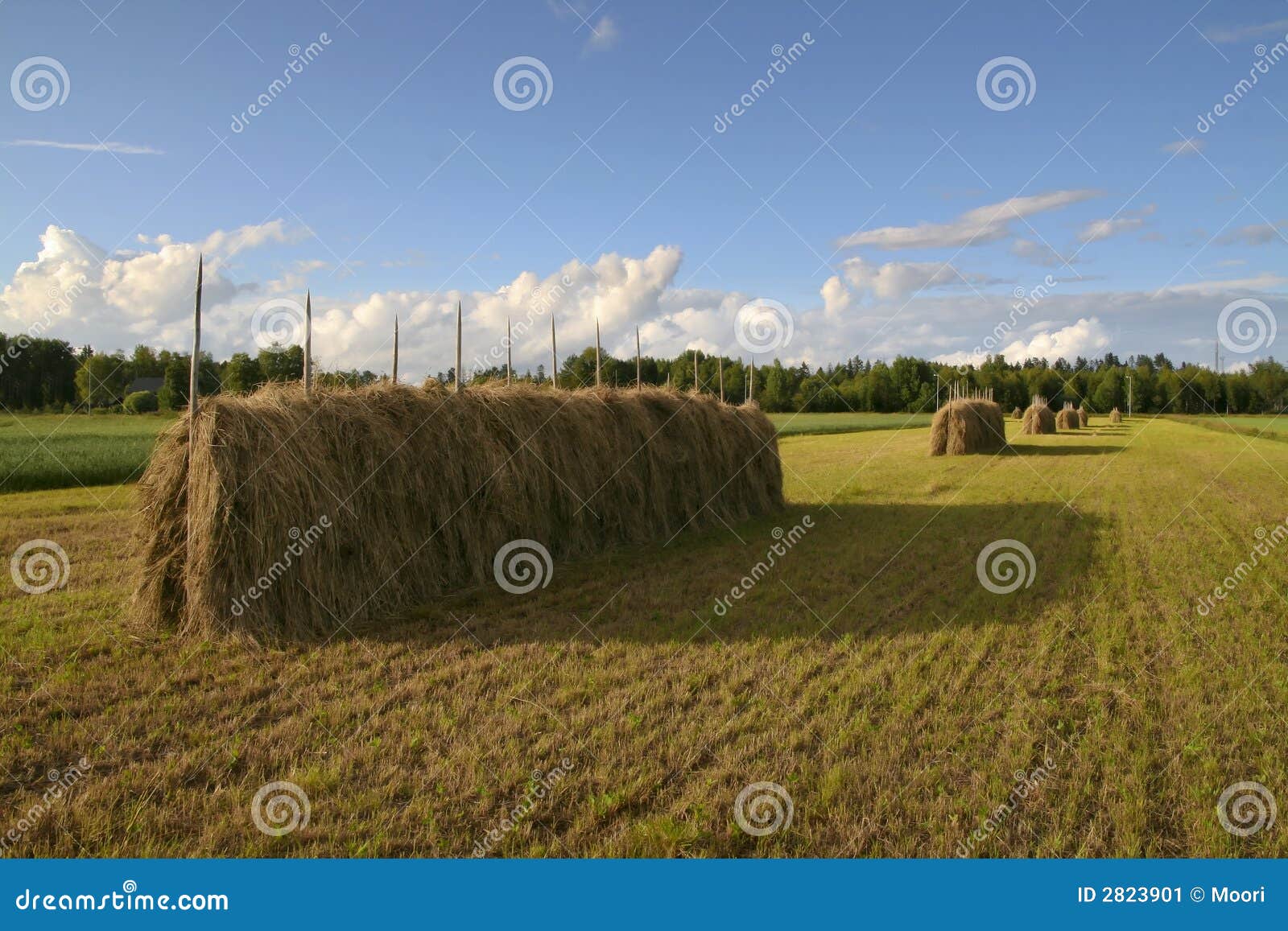 Traditional Farming Scenery Stock Image - Image of country, background ...