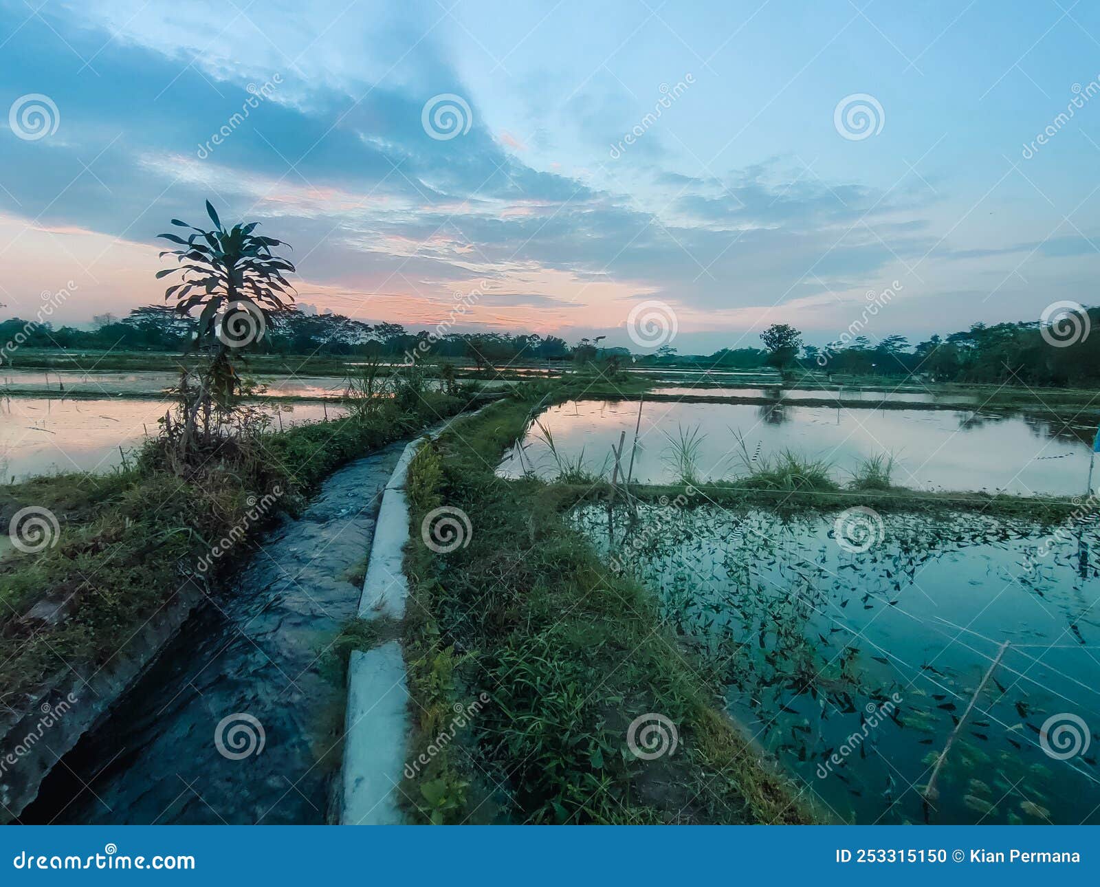 Traditional Fish Pond stock photo. Image of morning - 253315150