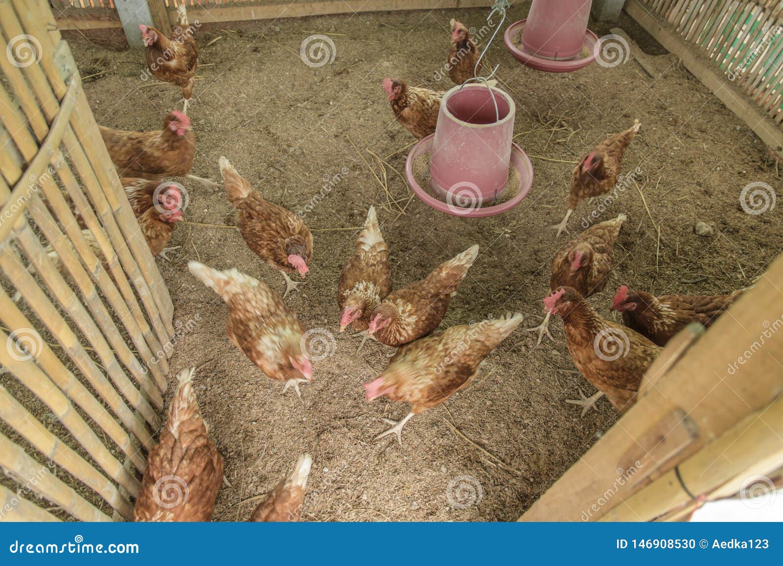 Traditional Free Range Poultry Farming Stock Photo - Image of healthy ...