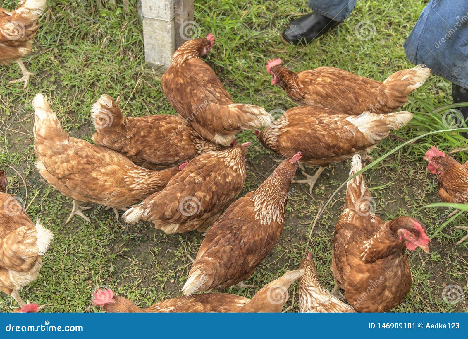 Traditional Free Range Poultry Farming Stock Image - Image of american ...