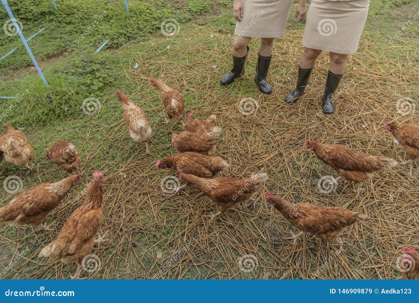Traditional Free Range Poultry Farming Stock Image - Image of coop ...