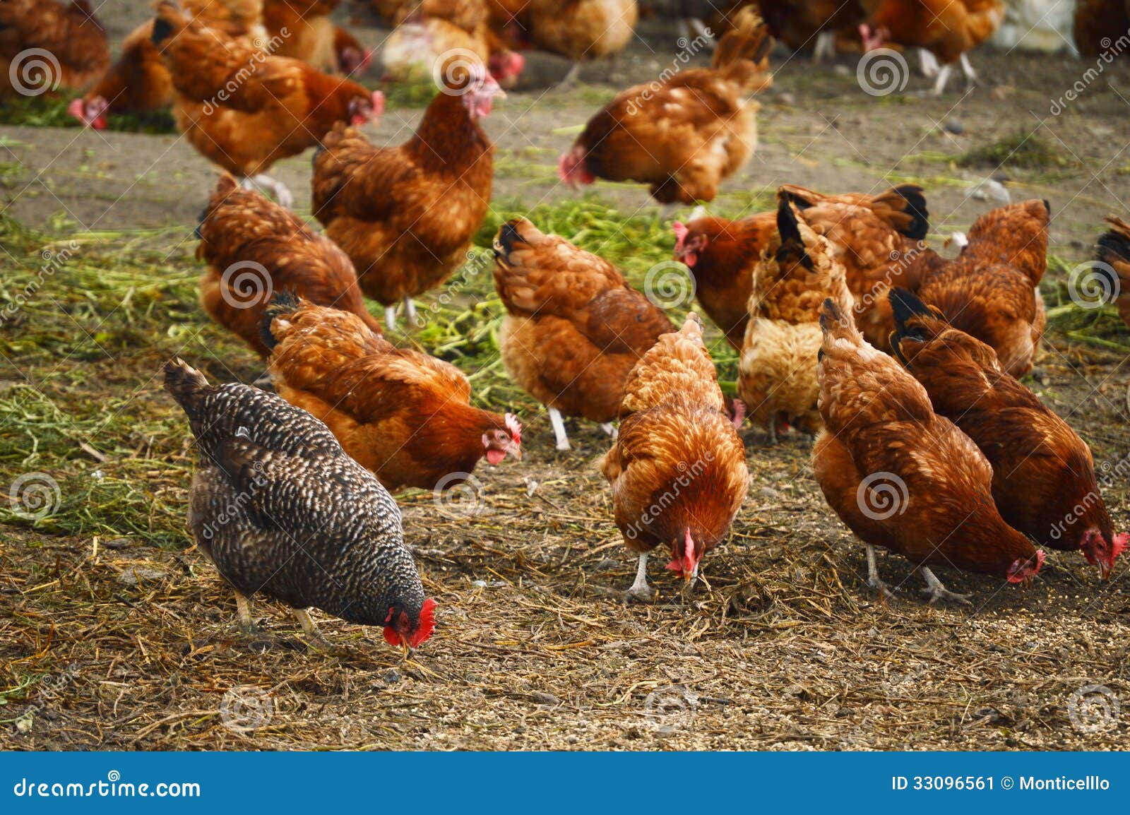 Traditional Free Range Poultry Farming Stock Image - Image of green ...