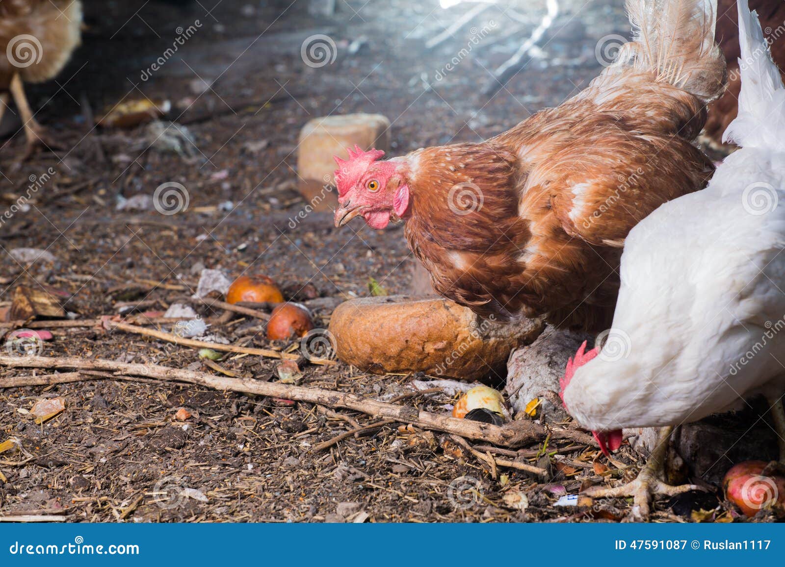 Traditional Free Range Poultry Farming Stock Image - Image of natural ...