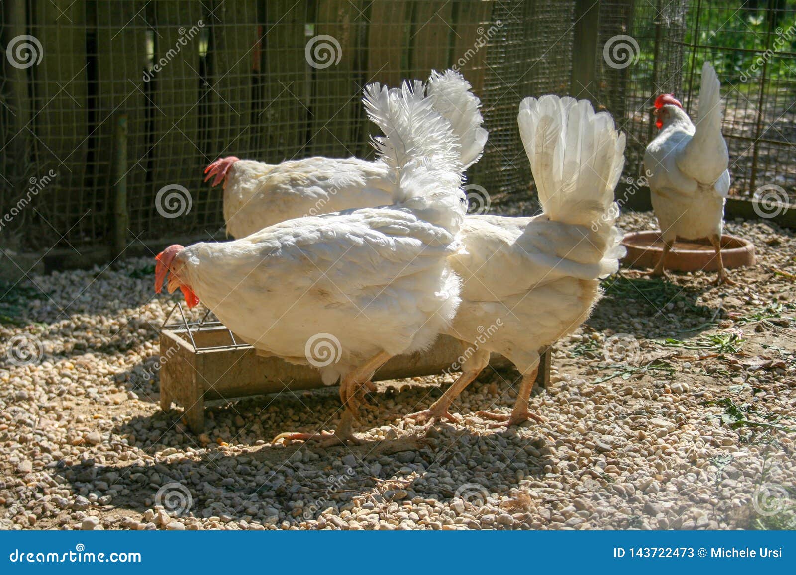 White chickens eating stock image. Image of happy, green - 143722473
