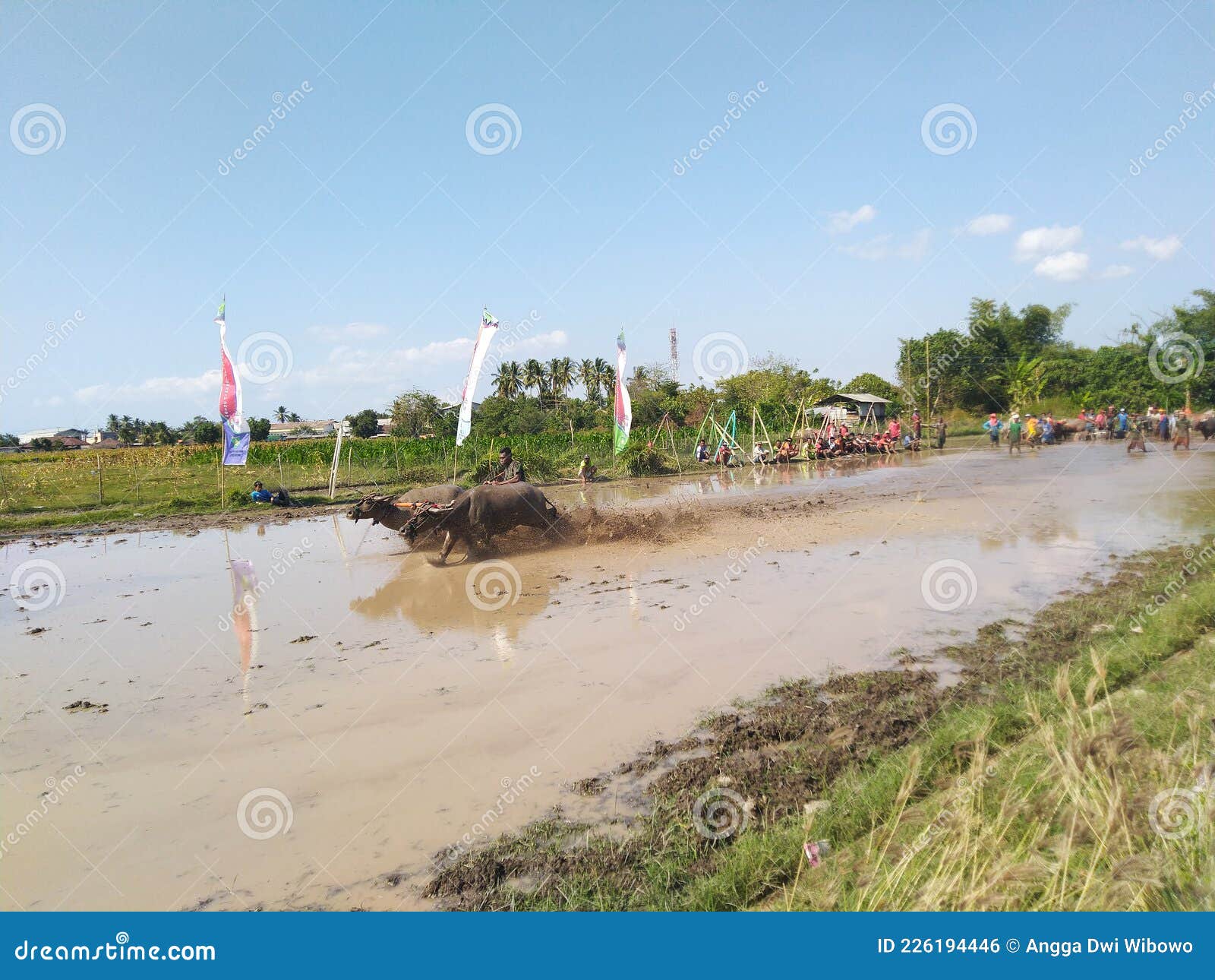 Traditional Game of the Buffalo Race Editorial Photo - Image of ...