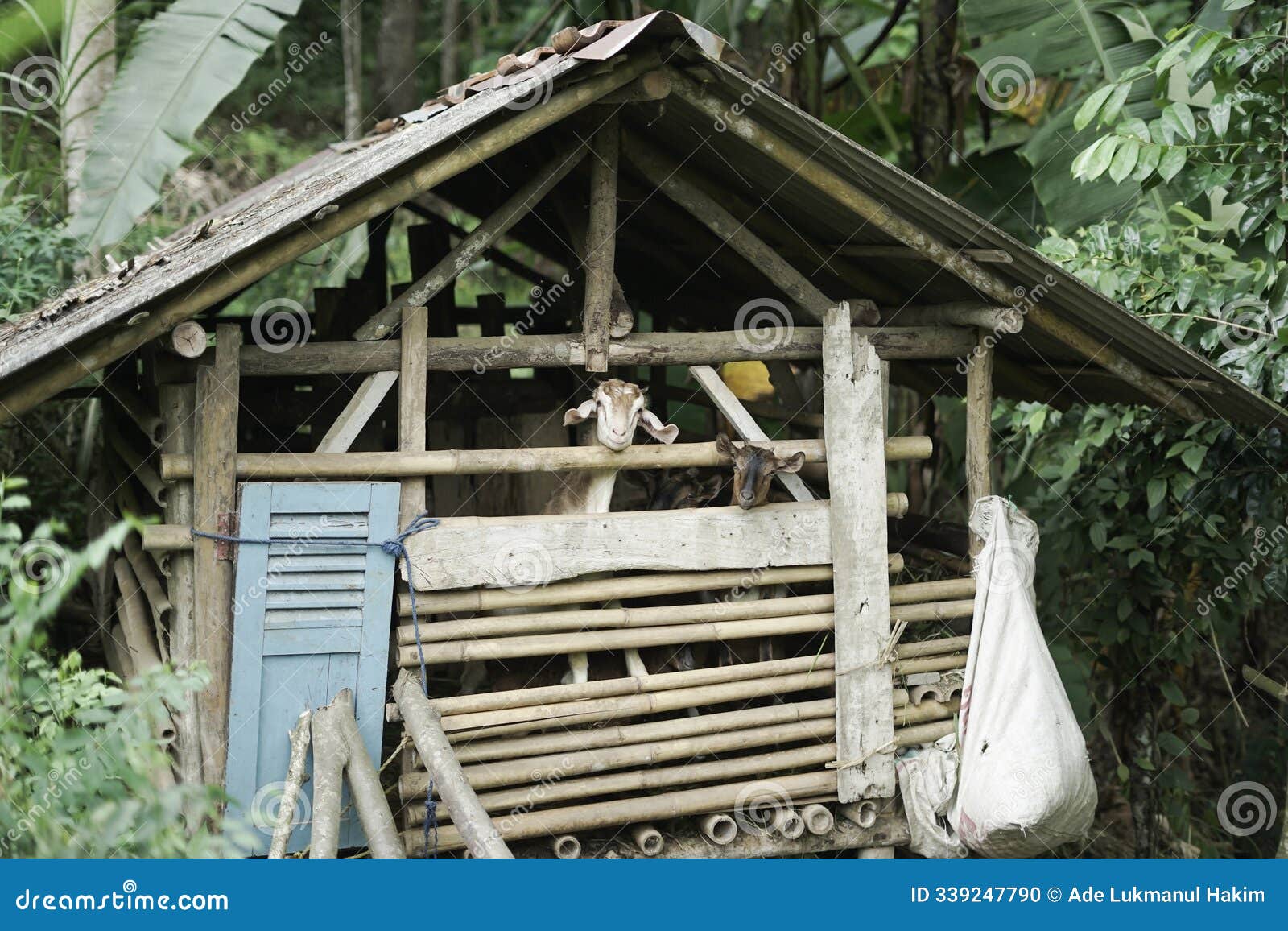 Traditional Goat Cage in the Middle of the Jungle in Indonesia Stock ...