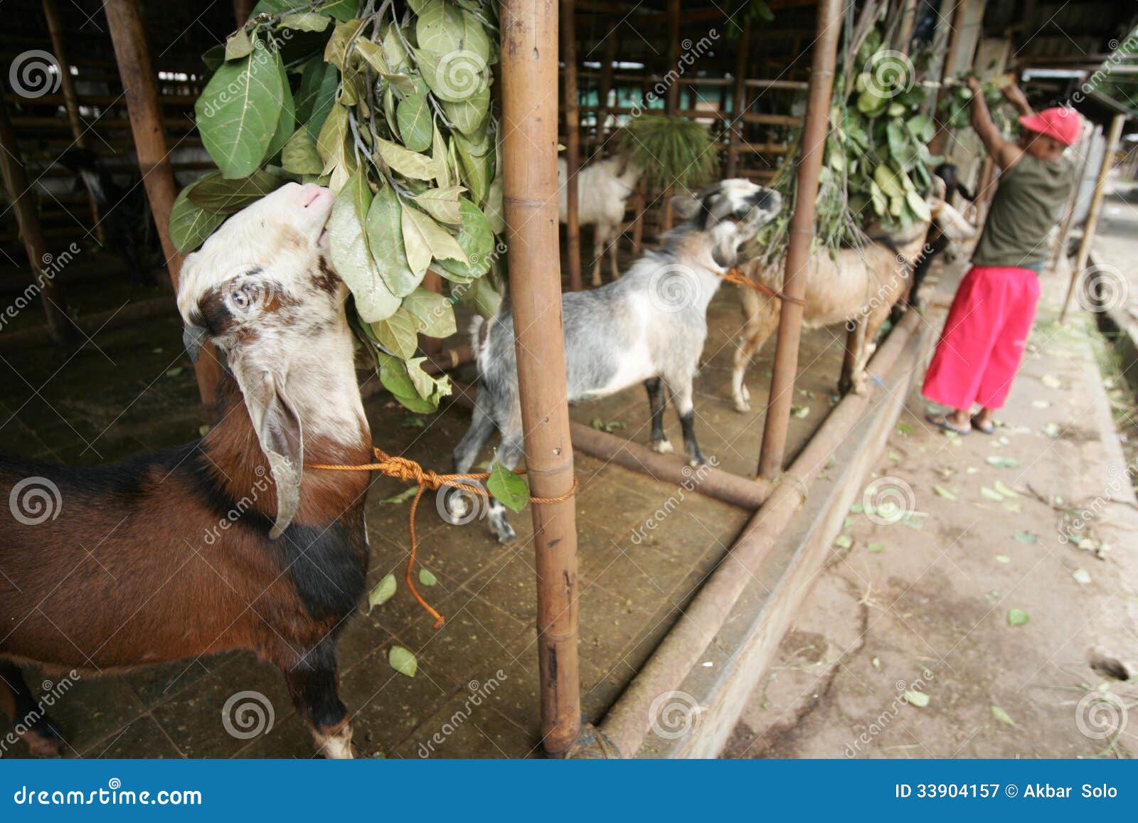 Traditional goat market editorial photography. Image of asia - 33904157