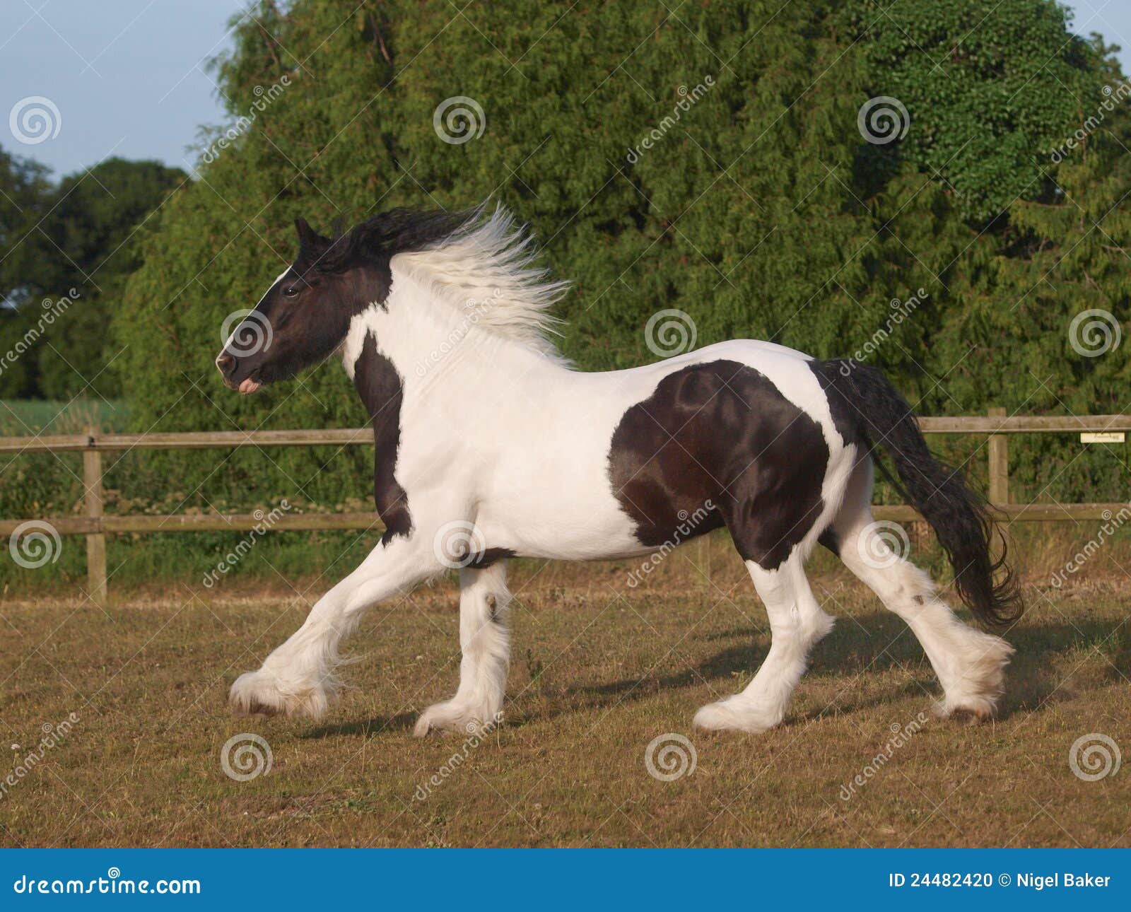 Traditional Gypsy Cob stock photo. Image of colored, paddock - 24482420