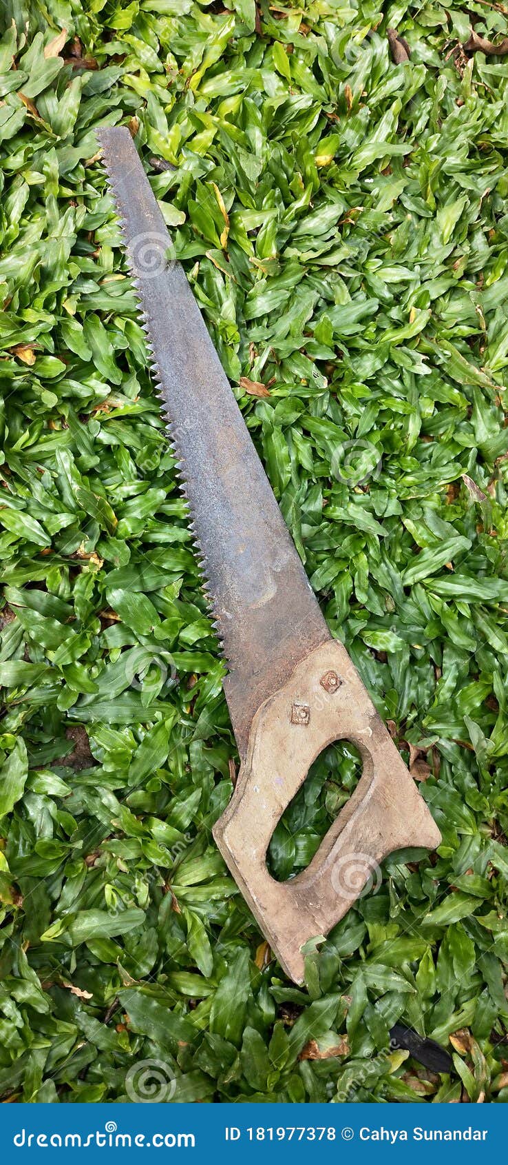 Traditional hand wood saw stock photo. Image of forest - 181977378