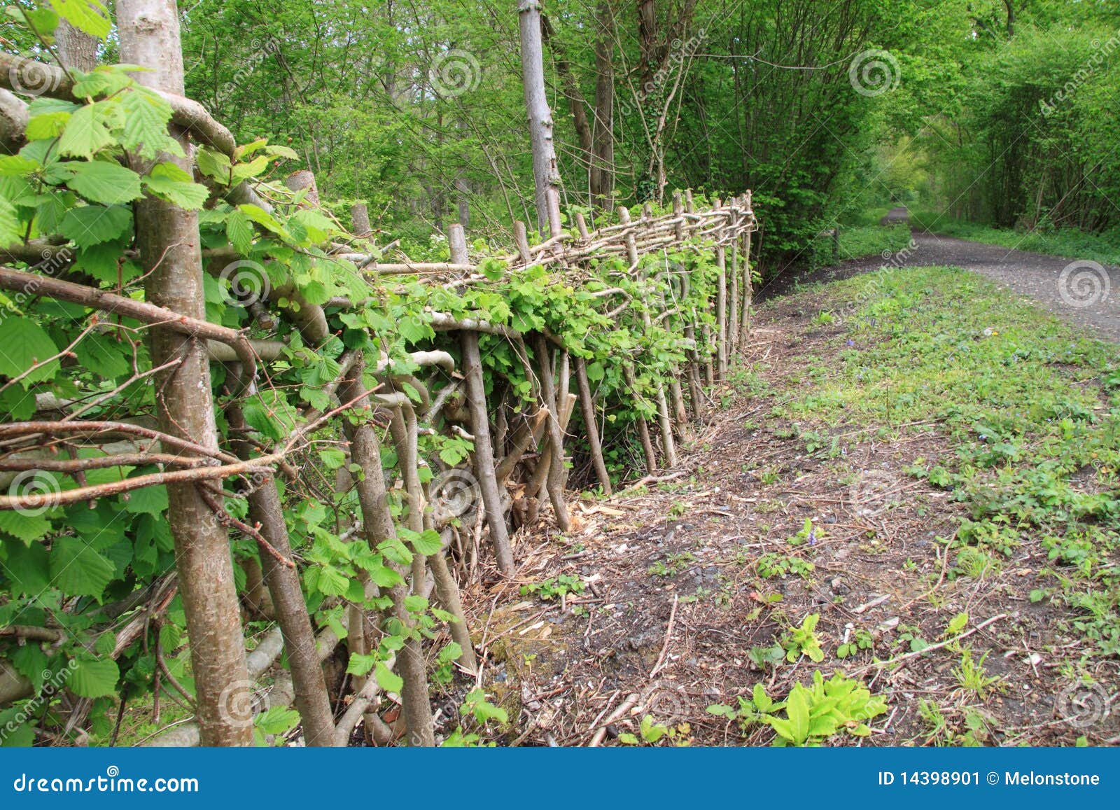 Traditional hedge fencing stock image. Image of coppicing - 14398901