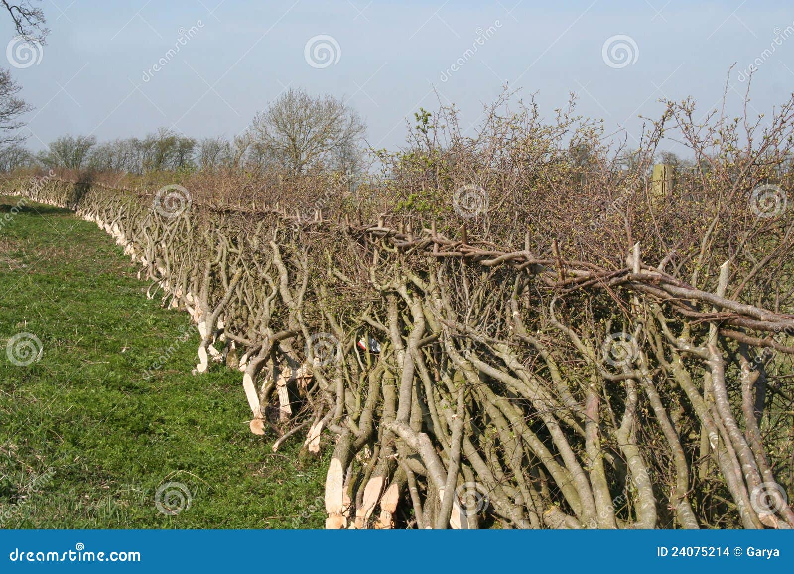 Traditional Hedge Laying in England Stock Photo - Image of british ...