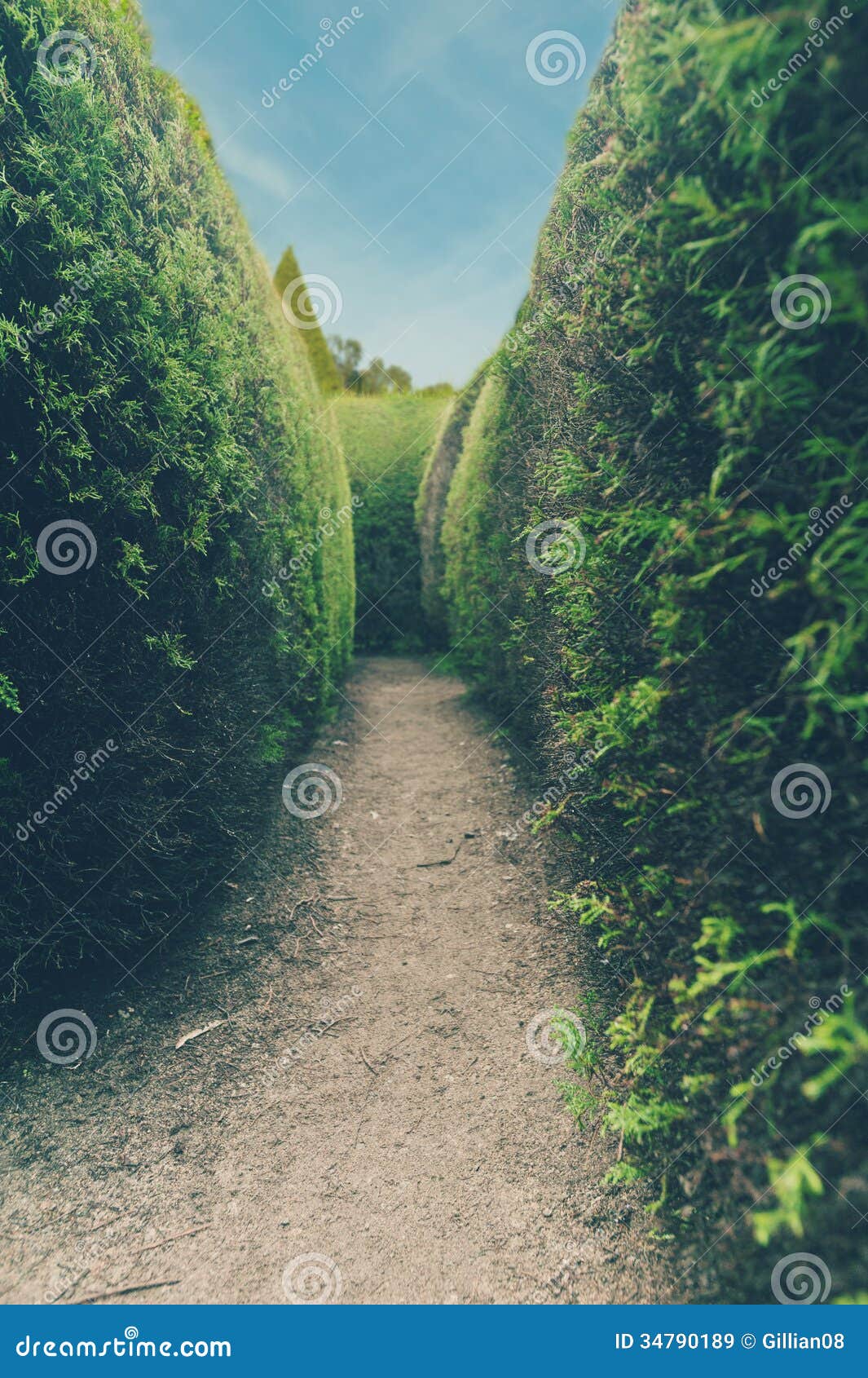 Traditional hedge maze stock image. Image of green, maze - 34790189