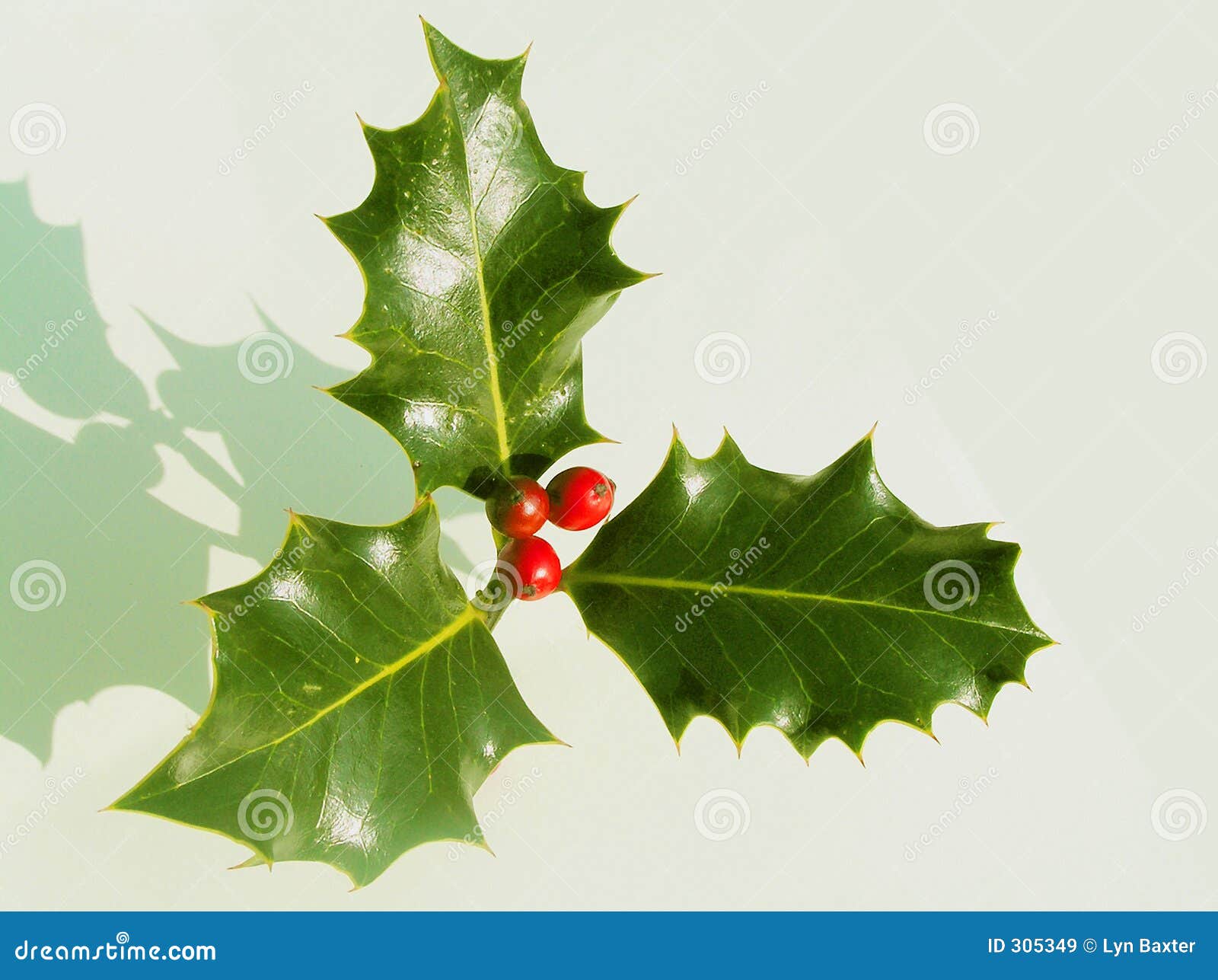 Traditional Holly stock image. Image of green, christmas - 305349