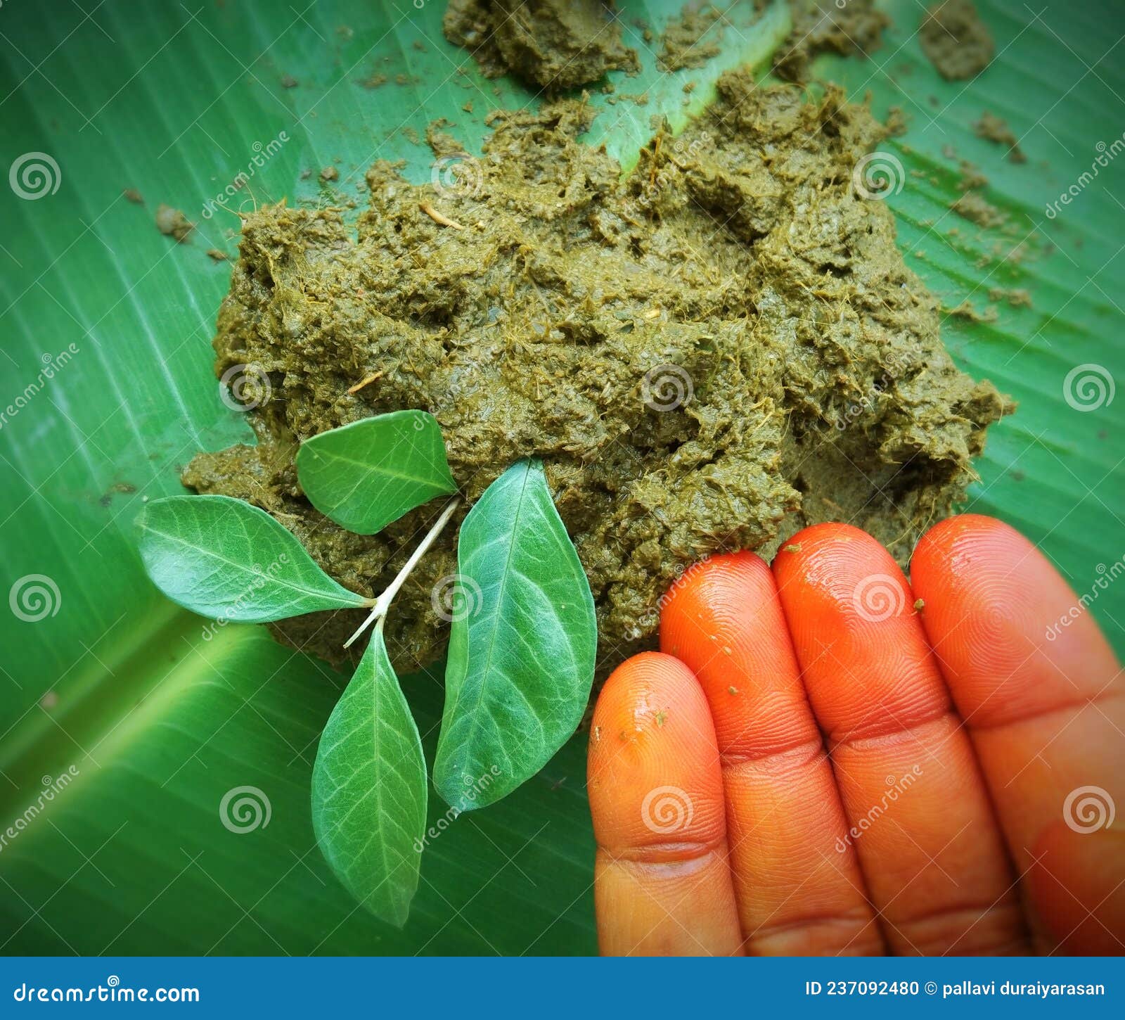 Traditional Homemade Henna Paste Stock Photo - Image of vegetable, food ...