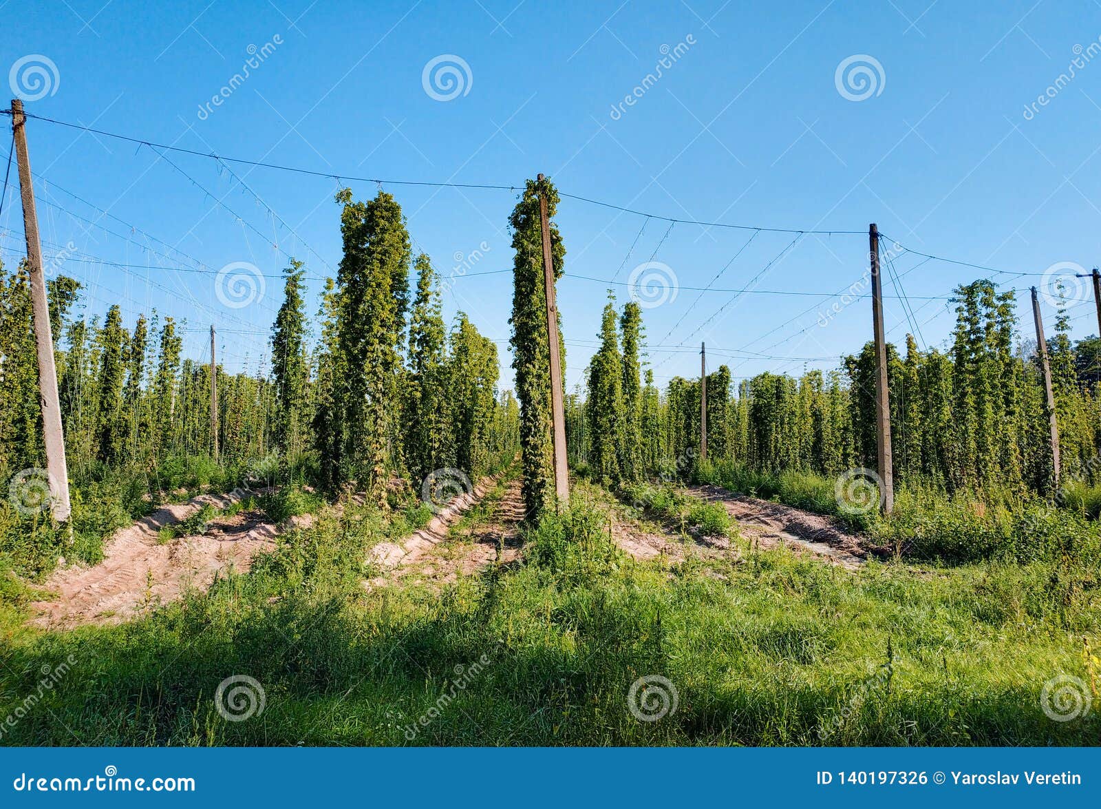 Traditional Hop Field with Hop-pole at Sun Down Stock Photo - Image of ...