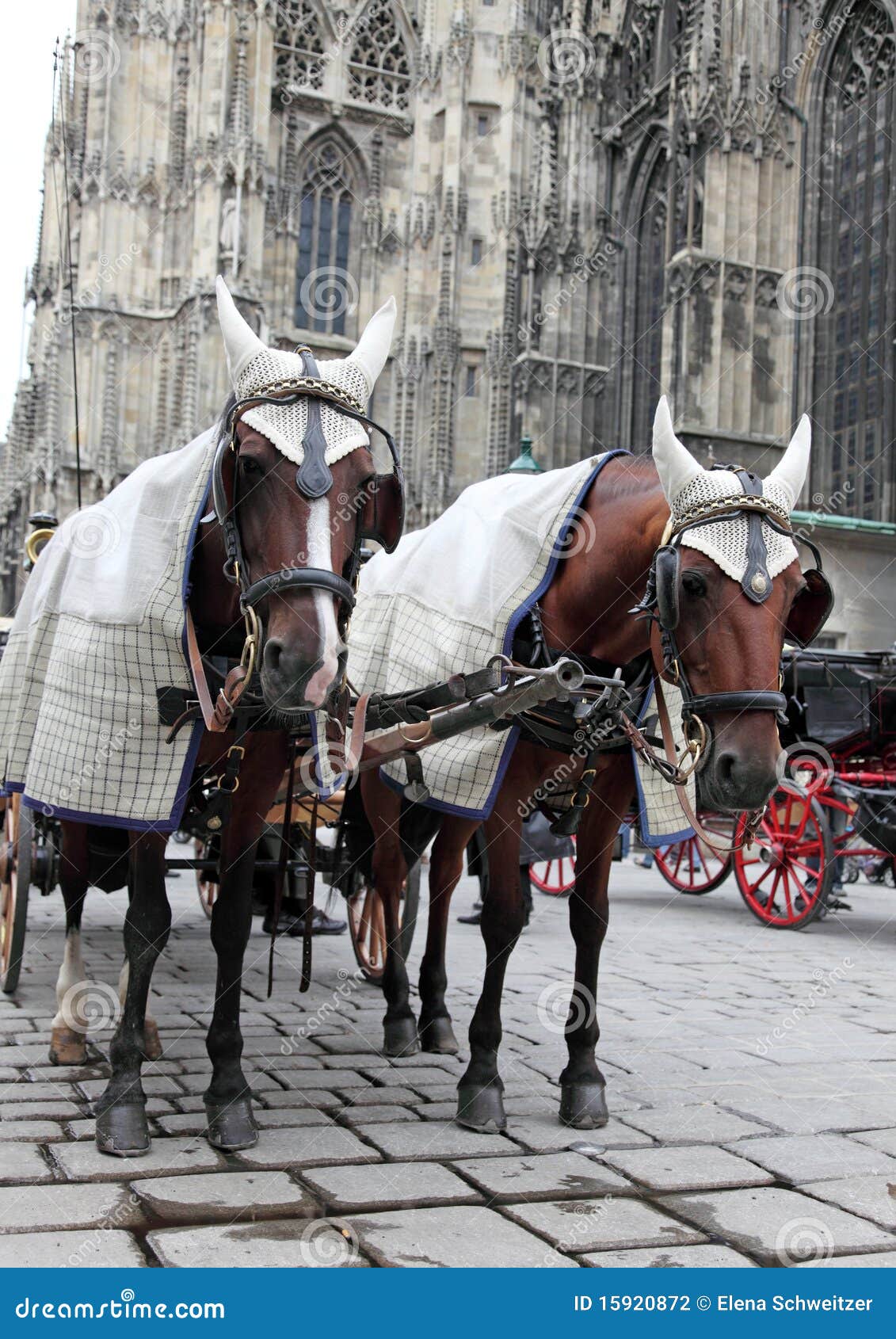 Traditional horse coach stock photo. Image of vienna - 15920872
