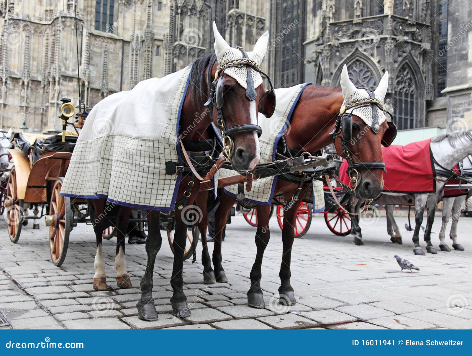 Traditional horse coach stock image. Image of stefansdom - 16011941