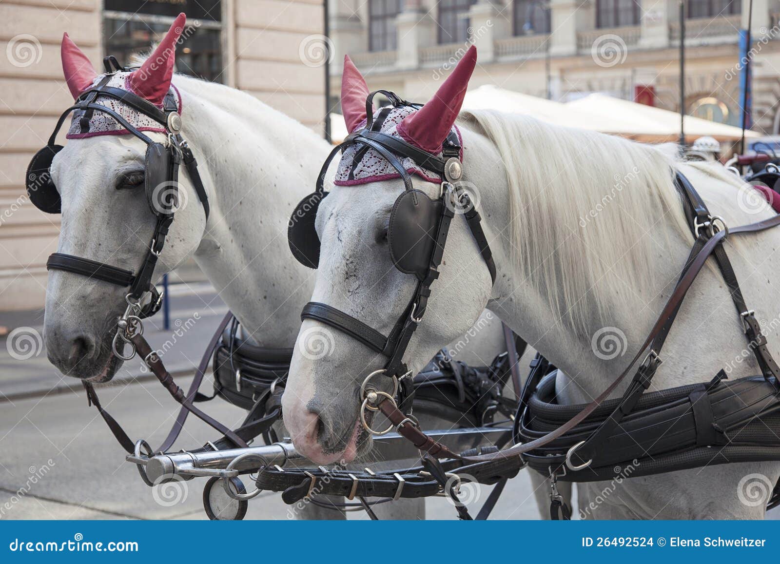 Traditional Horse Coach Fiaker Stock Photo - Image of white, carriage ...