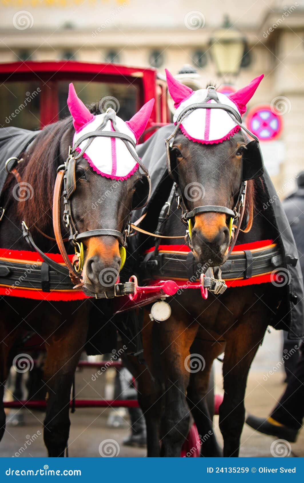 Traditional Horse Transport Stock Image - Image of destination ...