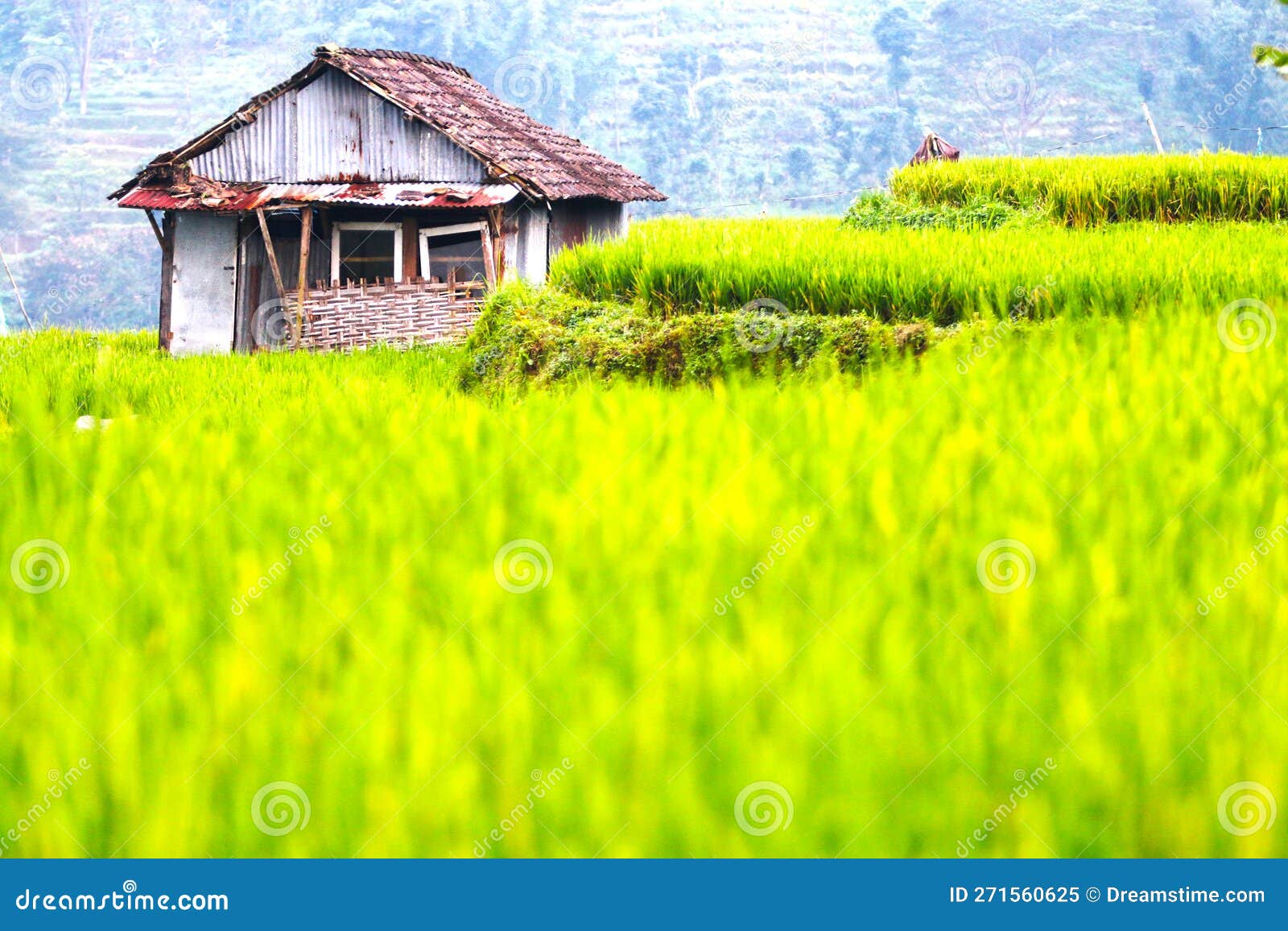 Traditional House in the Middle of Rice Fields Stock Image - Image of ...