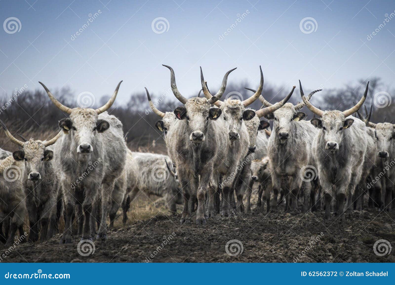 Traditional Hungarian Gray Beef, Cattle Horde Stock Photo - Image of ...