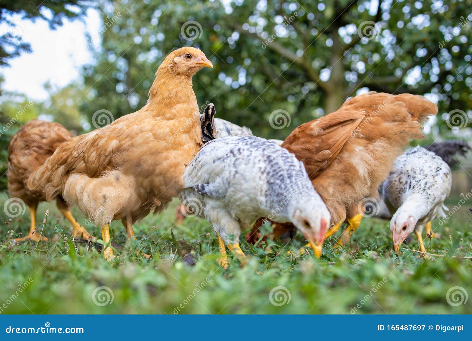 Traditional Hungarian Hens on the Poultry in a Hungarian Farm Stock ...