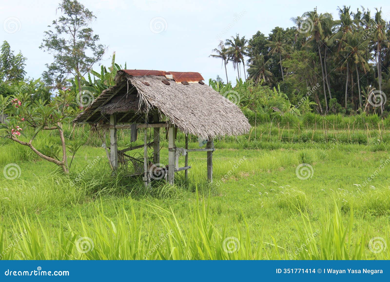 The Traditional Huts in the Rice Field Stock Photo - Image of huts ...