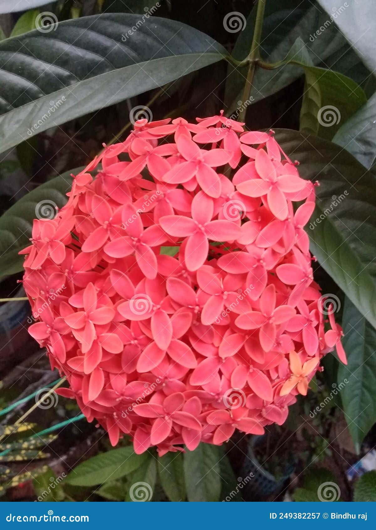 A Traditional Indian Flower Stock Image - Image of pink, blossom: 249382257