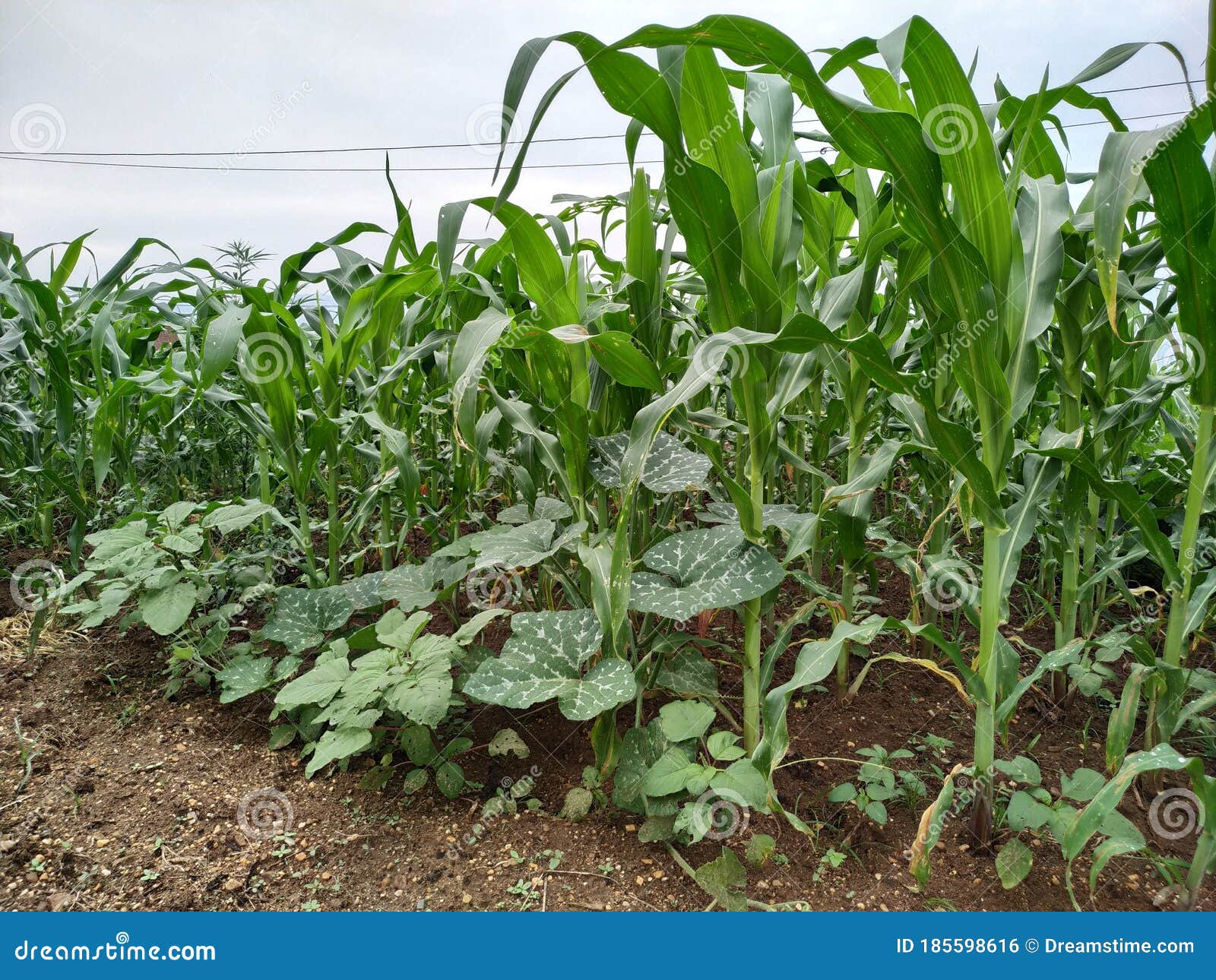 Corn Intercropping Royalty-Free Stock Image | CartoonDealer.com #221878864