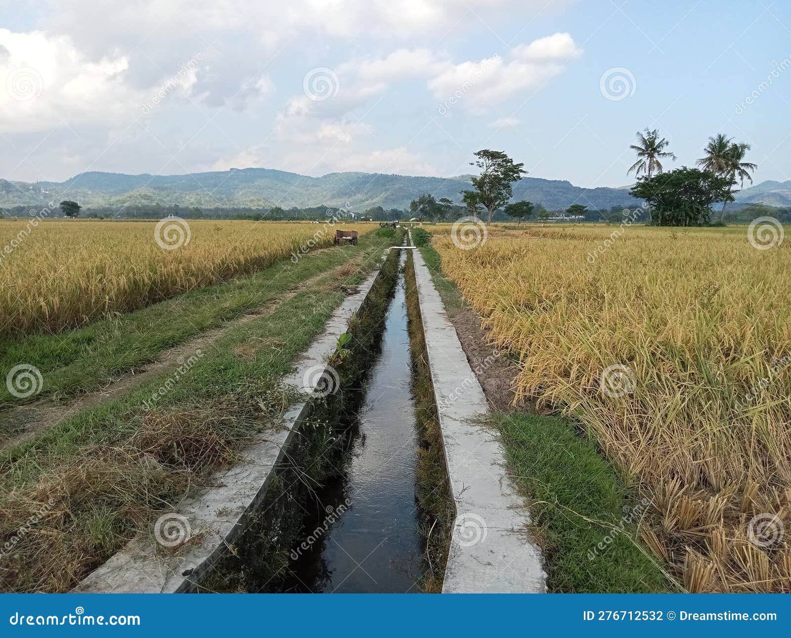 Traditional Irigation System in Rice Field Stock Photo - Image of rice ...